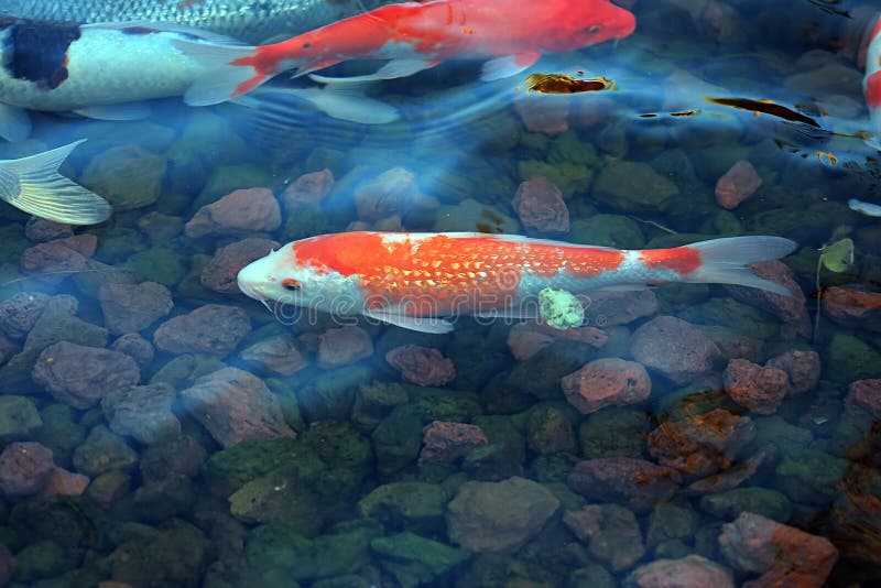 The pond stock image. Image of animals, underwater, fish - 17363705