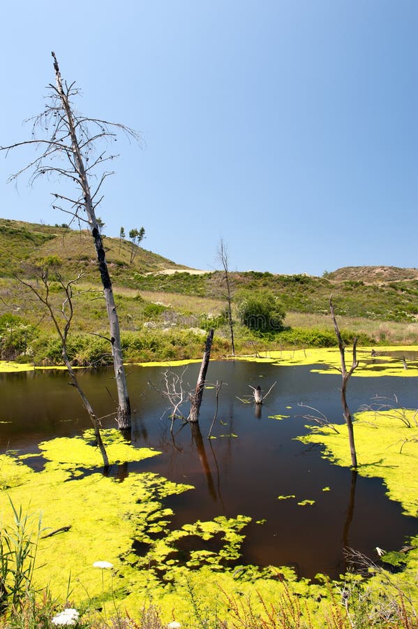 Pond stock photo. Image of outdoor, environment, beauty - 29694946