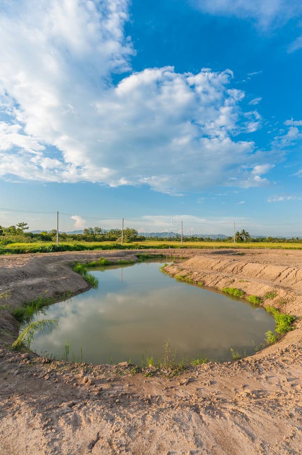 Pond stock photo. Image of pond, epilobium, lake, outside - 42236186