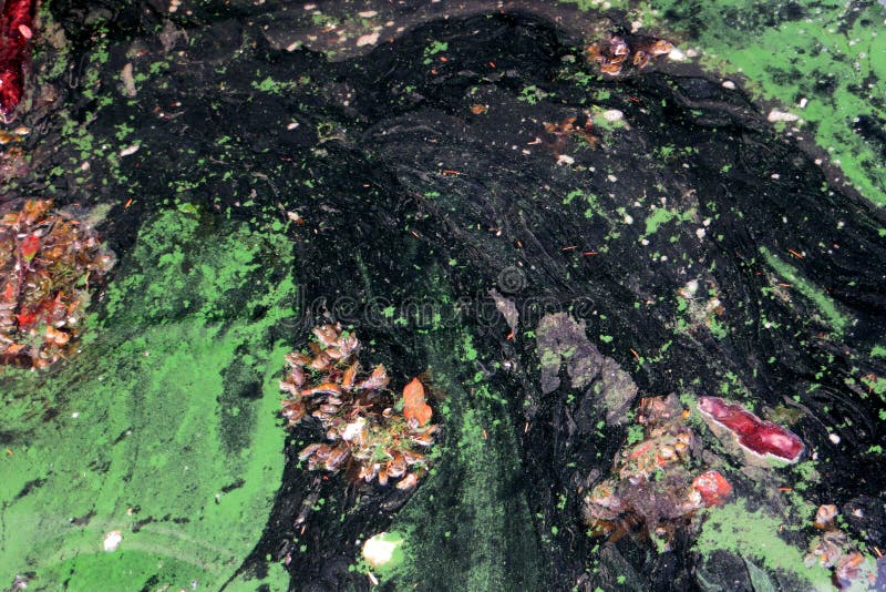Pond with algae stock photo. Image of algae, texture - 84928162