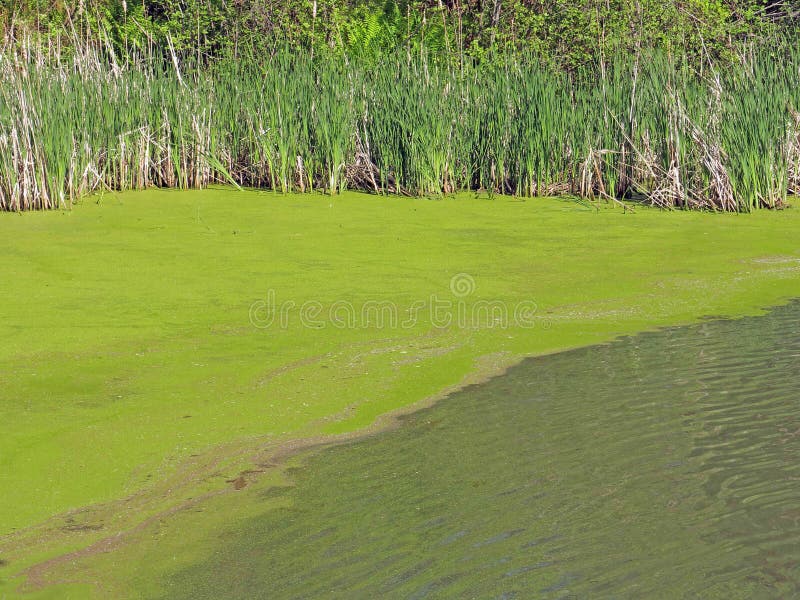 Pond algae at shoreline stock photo. Image of massachusetts - 54454358