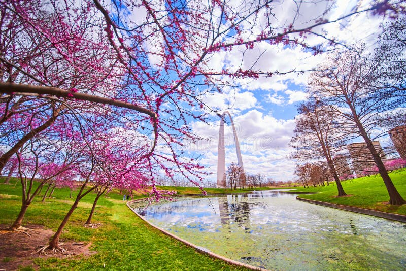 Pond with Algae Surrounded by Cherry Tree with Gateway Arch of St ...