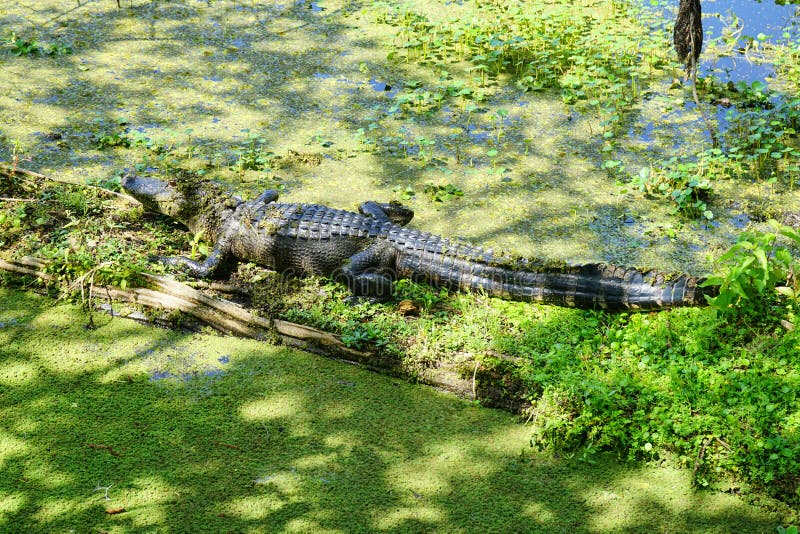 A pond with alligator stock photo. Image of animal, baby - 68595424