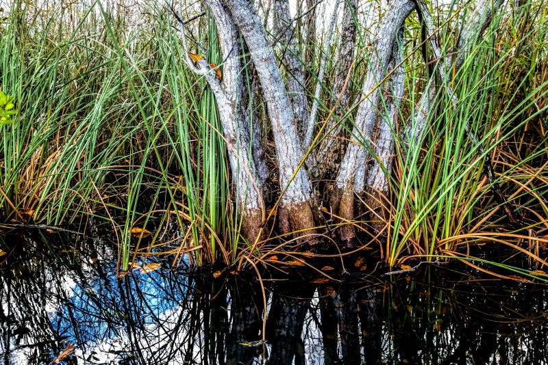 Pond Apple Fruit Tree at a Public Park Stock Photo - Image of detail ...