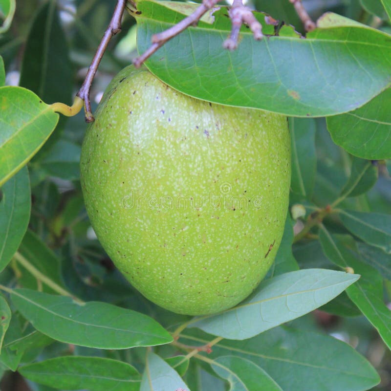 A Pond Apple Grows in a Tree Stock Photo - Image of annona, waterway ...