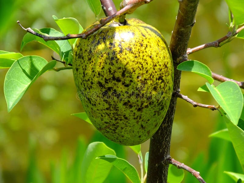 Pond Apple (Annona glabra) stock photo. Image of swamps - 43577730