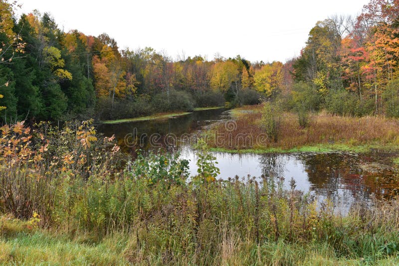 Forest Pond with Colorful Fall Trees Stock Photo - Image of fall, tree ...