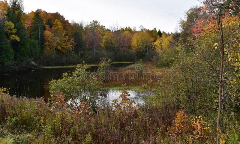 Forest Pond with Colorful Fall Trees Stock Photo - Image of fall, tree ...