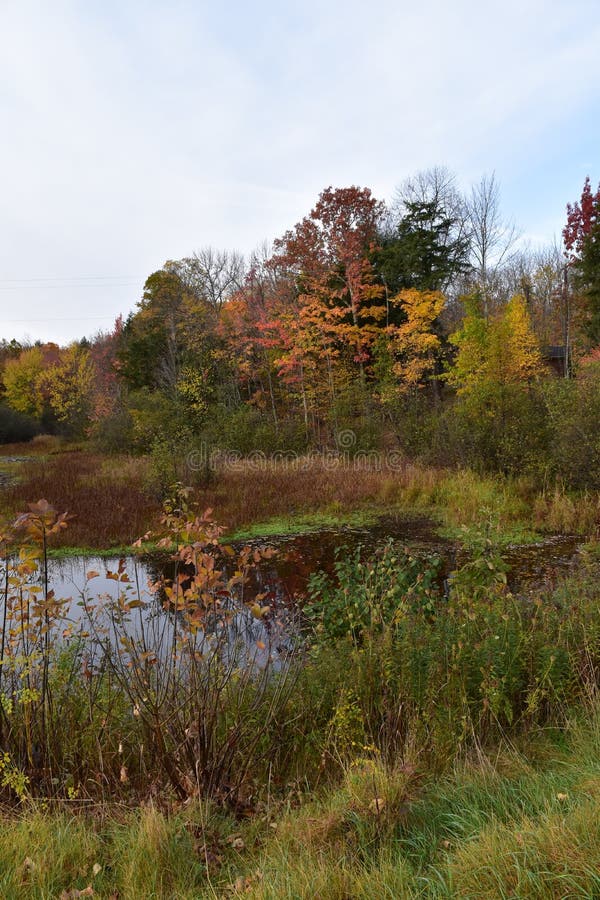 Fall Leaf on fresh snow stock image. Image of white, snow - 62651811