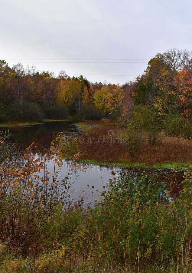 Fall Leaf on fresh snow stock image. Image of white, snow - 62651811