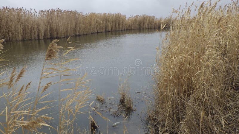 A Pond is a Basic System for Collecting Water Stock Image - Image of ...