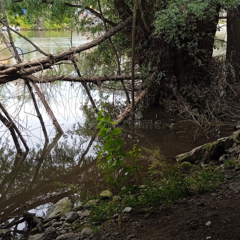 A Pond is a Basic System for Collecting Water Stock Image - Image of ...