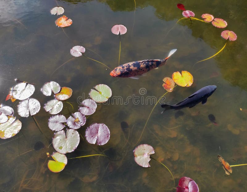 Pond with Beautiful Colorful Leaves Illuminated by Sunlight and Two ...