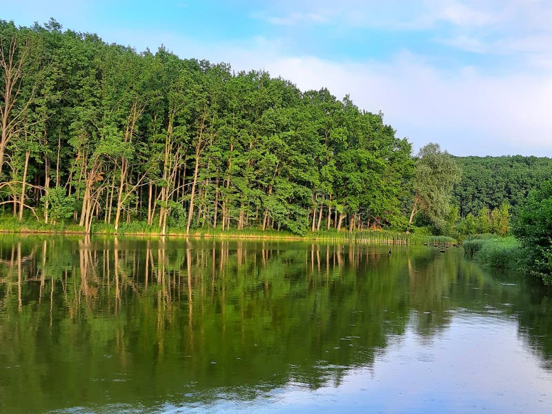 Pond with Beautiful Trees and Nature Stock Image - Image of trees ...