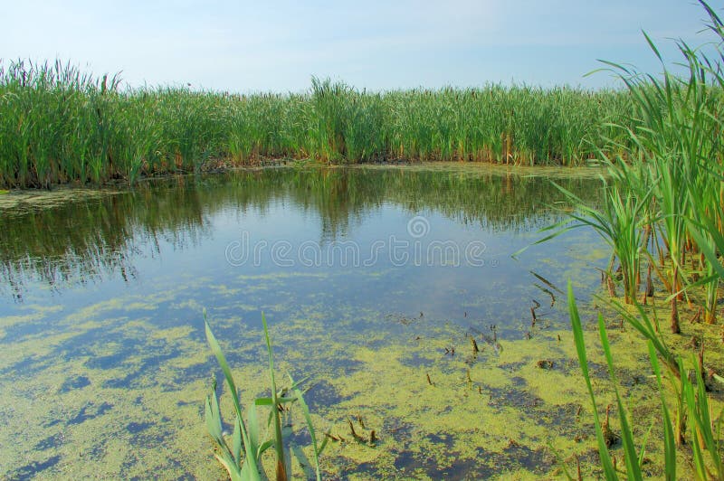 Pond and Blue Sky stock image. Image of water, countryside - 19321127