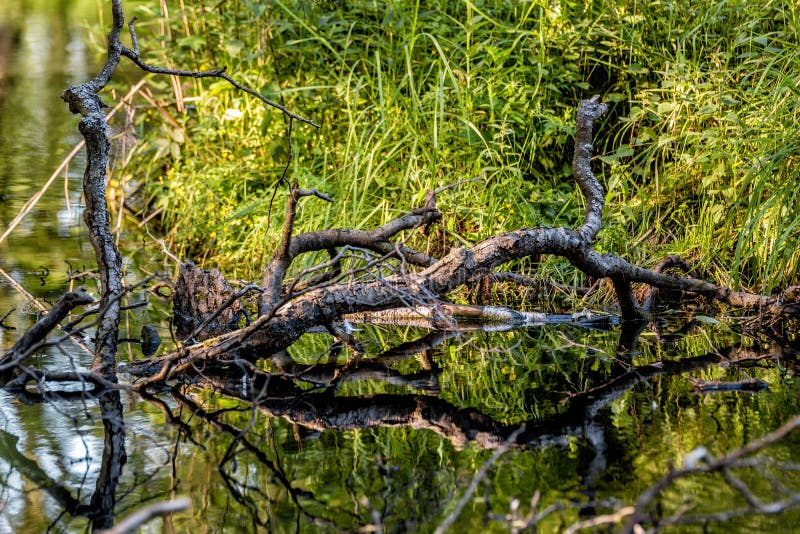 Pond and branch stock image. Image of nature, shore, grass - 44602295