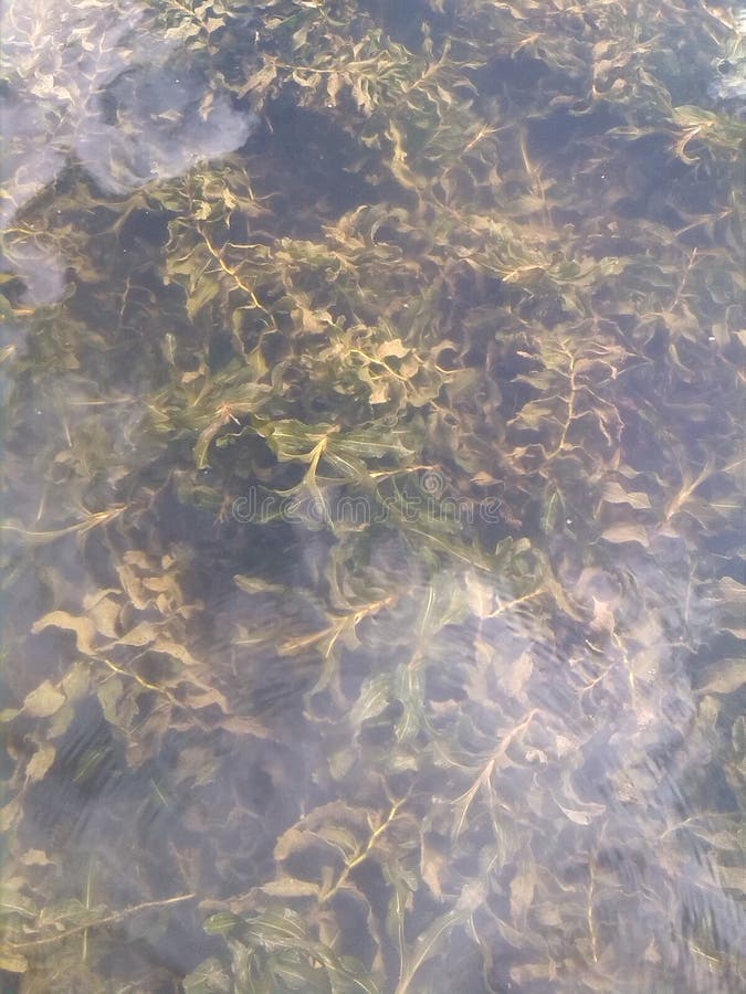 Pond with Clear Water. Algae Stock Photo - Image of pond, water: 44255516