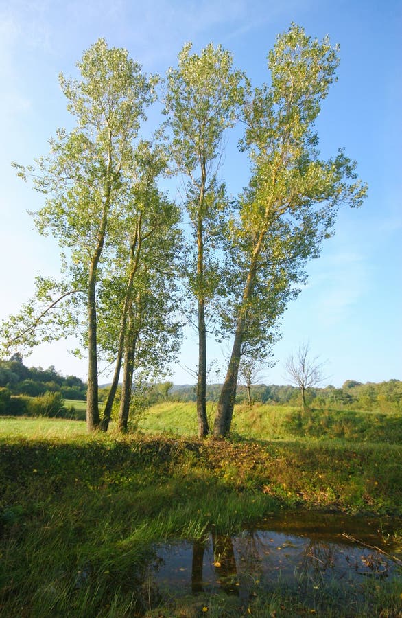 Pond on countryside stock image. Image of area, quiet - 12393053