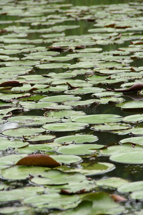 Pond Covered With Duckweeds Stock Image - Image of park, duckweed: 21707211