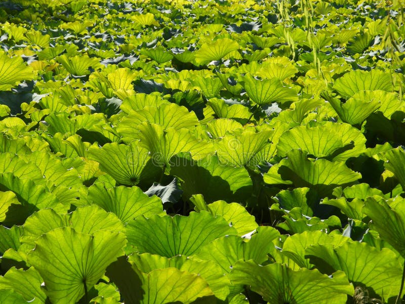 The Pond is Covered with Lotus Leaves Stock Image - Image of shine ...