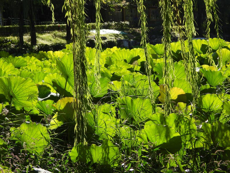 The Pond is Covered with Lotus Leaves Stock Photo - Image of nature ...