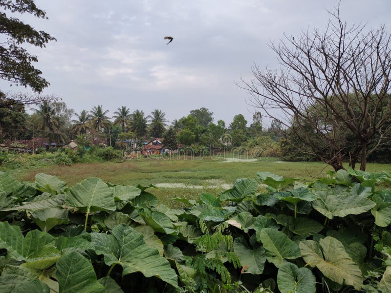 Pond covered under grass stock photo. Image of grass - 261397232