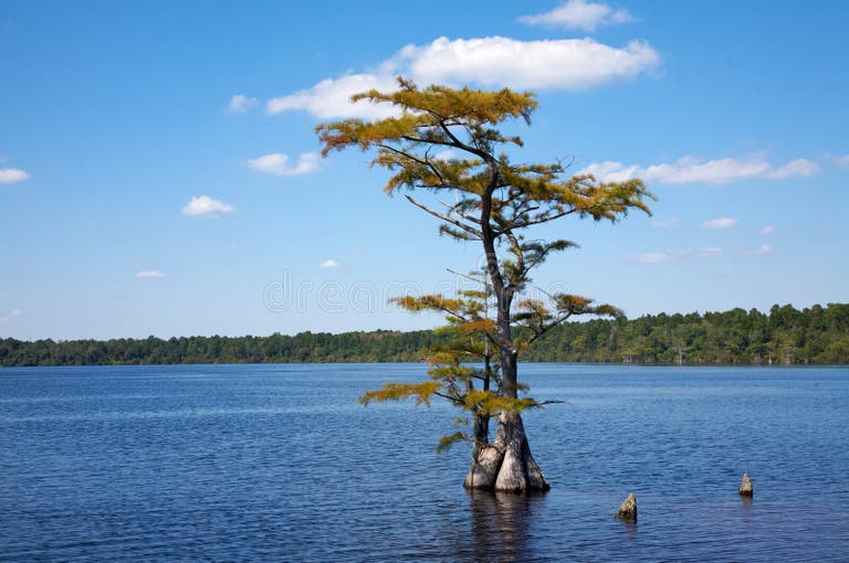 5,612 Pond Cypress Tree Cons Stock Photos - Free & Royalty-Free Stock ...