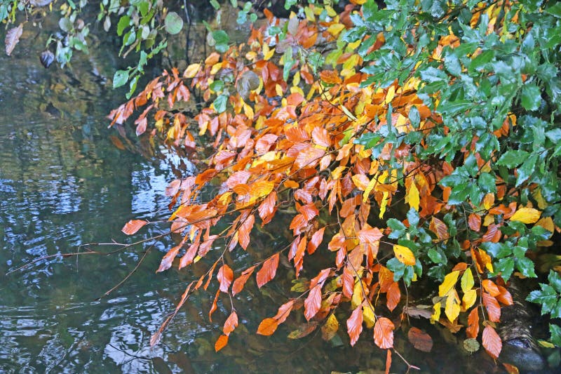 Pond in Decoy Country Park, Devon in Autumn Stock Image - Image of ...