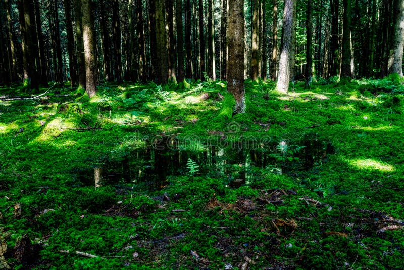 Pond in deep woodland stock image. Image of forest, seasonal - 228558903