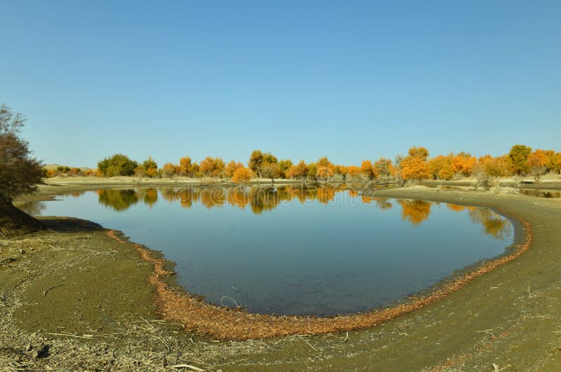 The pond in the desert stock image. Image of populus - 62099799