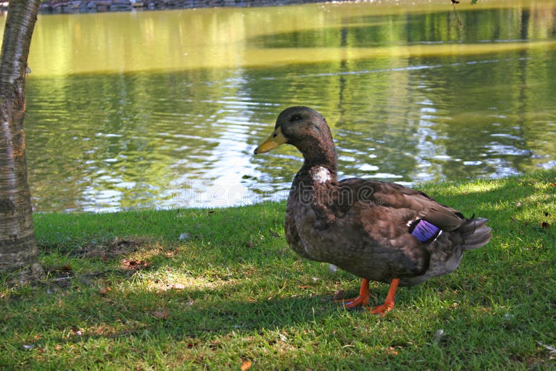 Pond Duck stock image. Image of bird, feathers, fowl, algae - 1555371