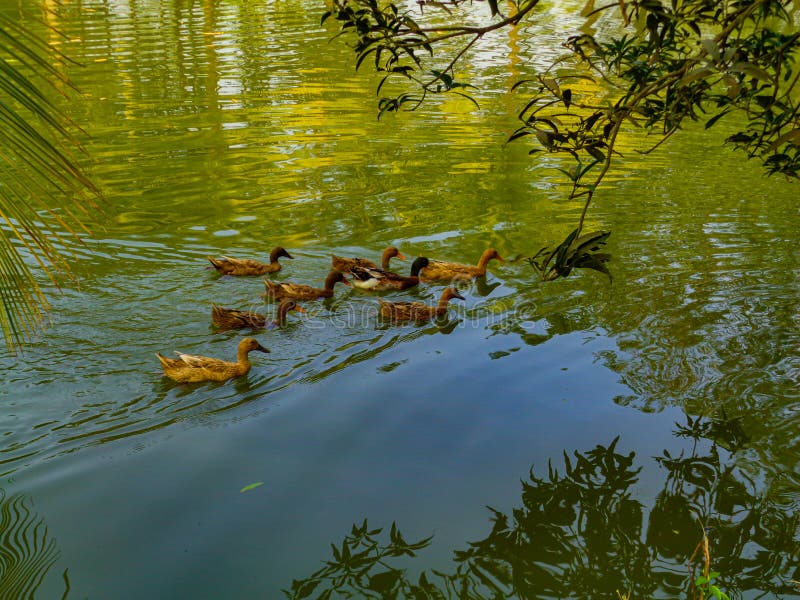In the Pond, the Duck Team is Moving Forward Stock Image - Image of ...