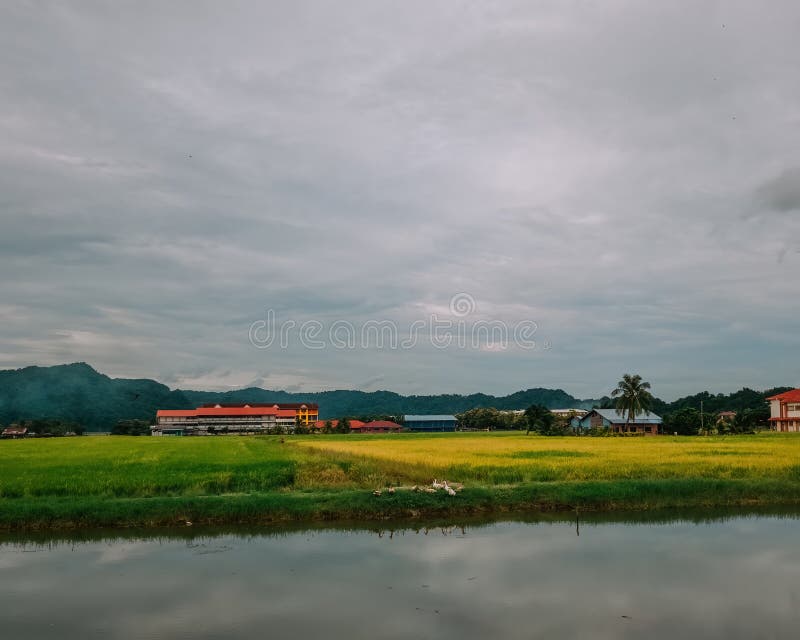 Pond with Ducks Near the Paddy Fields in Perlis, Malaysia Stock Image ...