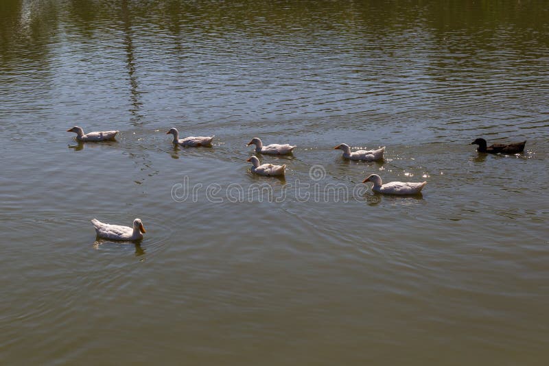 Pond with Ducks. a Place for Fish Farming Stock Image - Image of unique ...