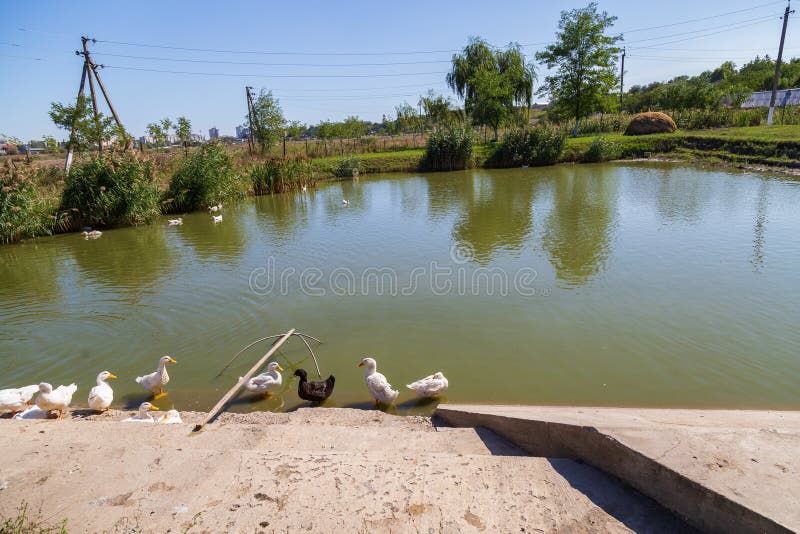 Pond with Ducks. a Place for Fish Farming Stock Photo - Image of ...