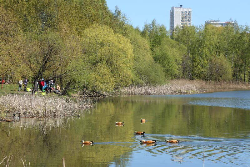 Pond with Ducks in a Spring City Park Editorial Photo - Image of coast ...