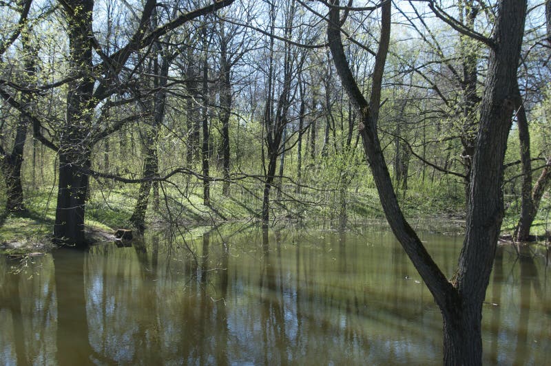 Pond in early spring stock image. Image of garden, green - 31361111