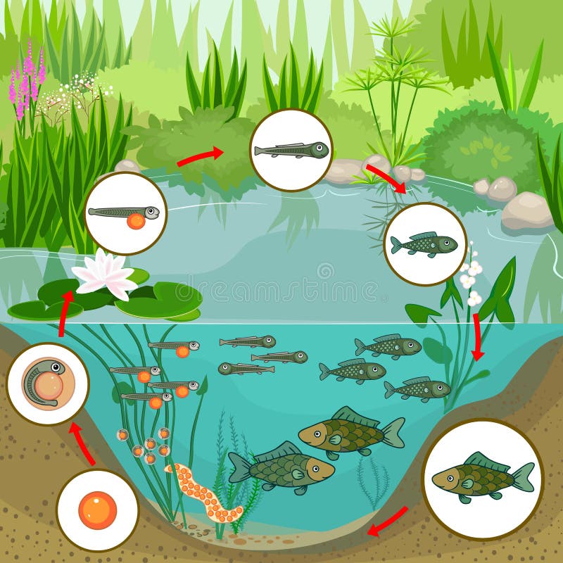 Pond Ecosystem and Life Cycle of Fish. Sequence of Stages of ...