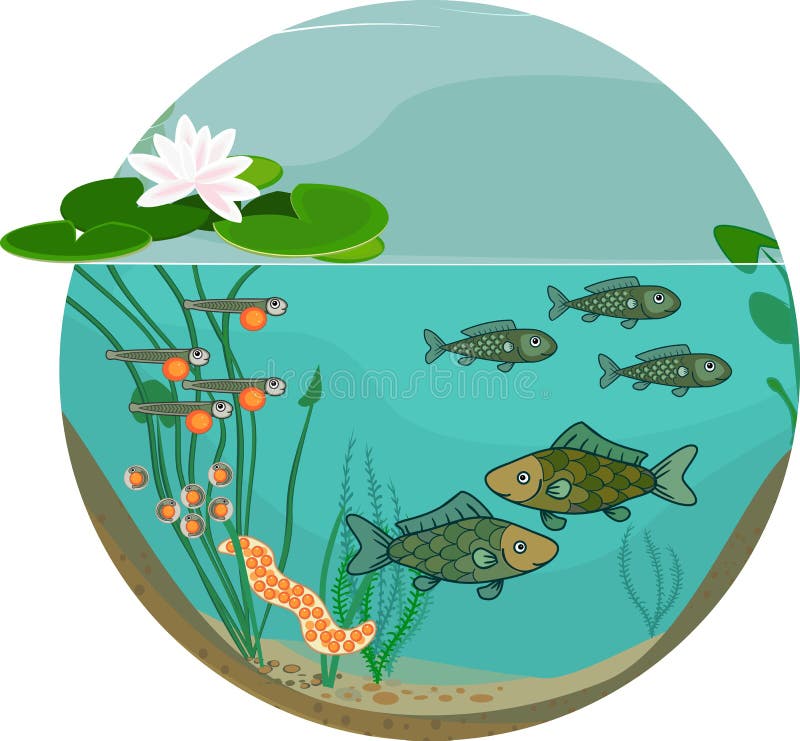 A pond ecosystem stock vector. Illustration of process - 35501519