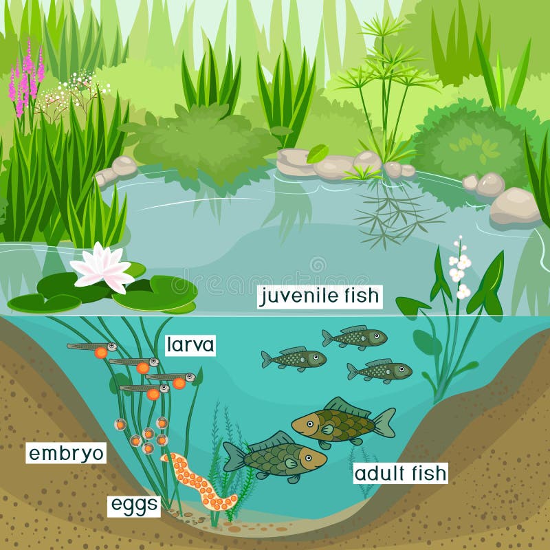 Life Cycle of Fish. Sequence of Stages of Development of Fish from Egg ...