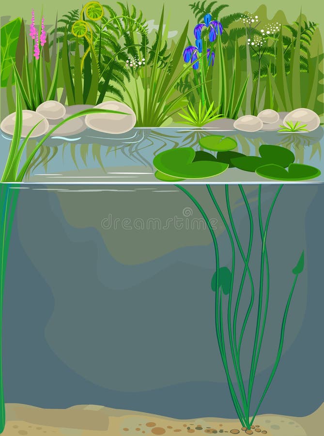 Pond ecosytem stock vector. Illustration of bank, outdoor - 59091876 Pond ecosytem stock vector. Illustration of bank, outdoor - 59091876