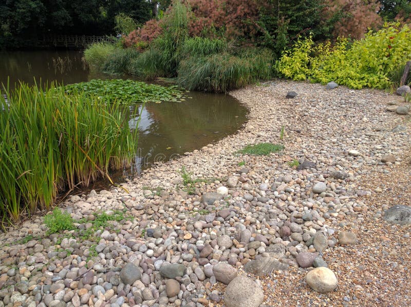 Reeds Growing in a Shallow River Stock Photo - Image of bush, green ...