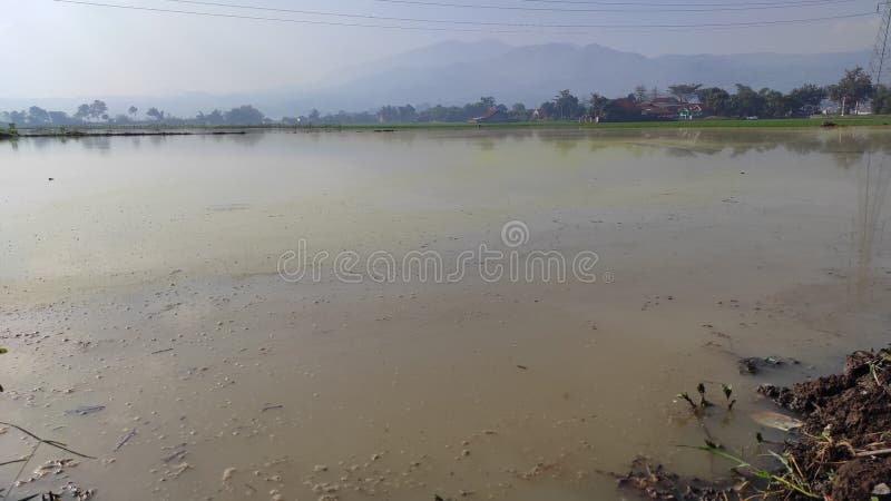 Pool on the Edge of the Rice Fields Stock Image - Image of wave, marsh ...