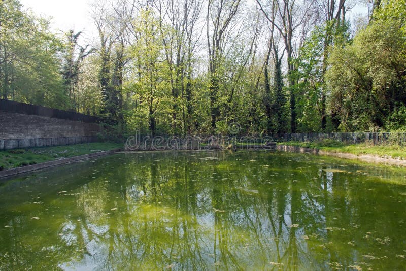 Pond enclosed in a forest stock image. Image of biodiversity - 31142311