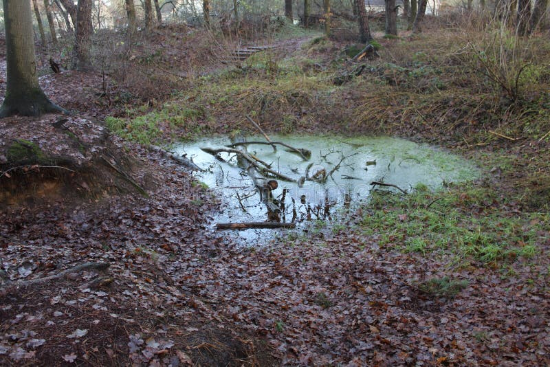 A Forest Pond with a Fallen Tree Inside Stock Photo - Image of swamp ...