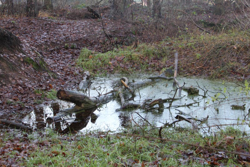 A Forest Pond with a Fallen Tree Inside Stock Image - Image of pond ...