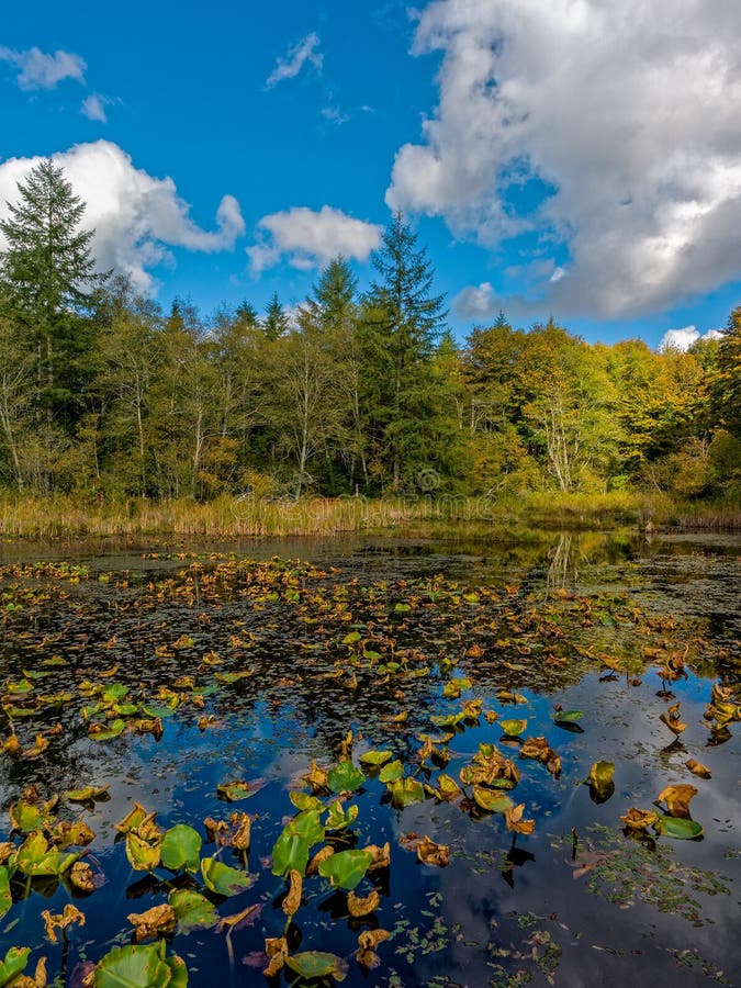 Pond on a Fall Day stock photo. Image of blue, landscape - 91525070