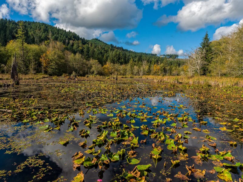 Pond on a Fall Day stock image. Image of river, water - 91525075