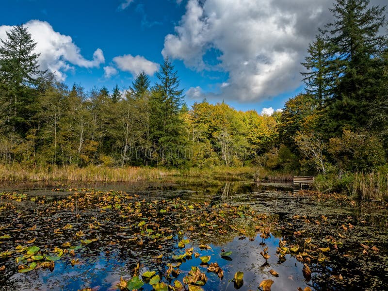 Pond on a Fall Day stock photo. Image of vegetation, landscape - 91525084