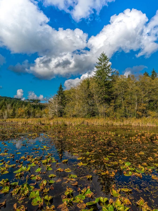 Pond on a Fall Day stock photo. Image of meadow, lake - 91525096